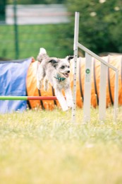 Tierheimverein Erfurt