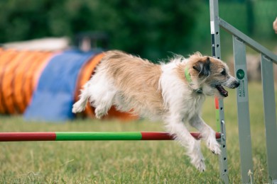 Tierheimverein Erfurt