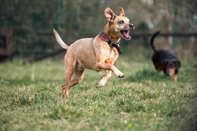 Tierheimverein Erfurt