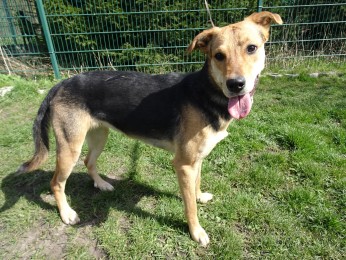 Tierheimverein Erfurt