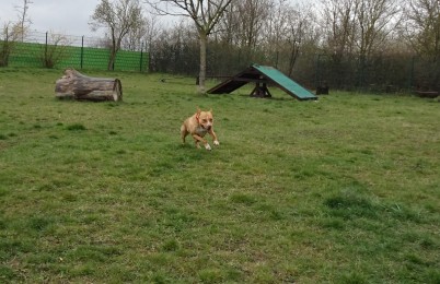 Tierheimverein Erfurt