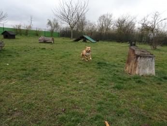 Tierheimverein Erfurt