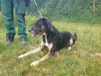 Tierheimverein Erfurt