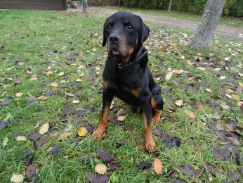 Tierheimverein Erfurt