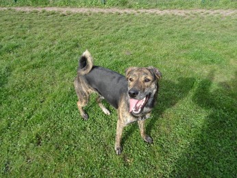 Tierheimverein Erfurt