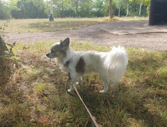 Tierheimverein Erfurt