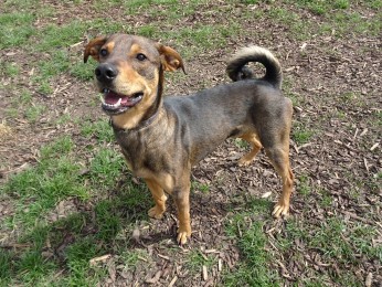 Tierheimverein Erfurt