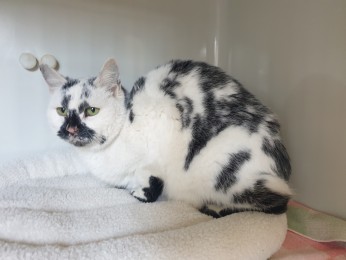 Tierheimverein Erfurt