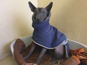 Tierheimverein Erfurt