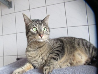 Tierheimverein Erfurt