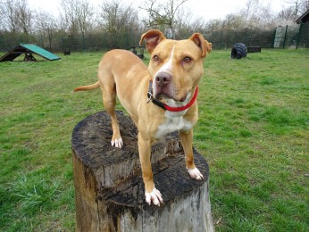 Tierheimverein Erfurt