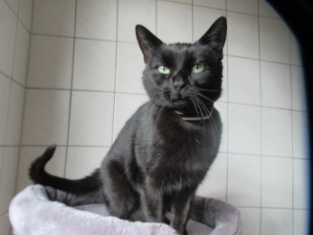 Tierheimverein Erfurt