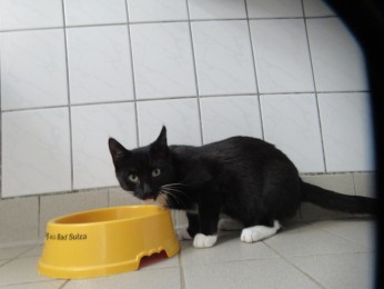 Tierheimverein Erfurt