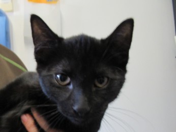 Tierheimverein Erfurt