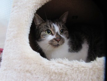 Tierheimverein Erfurt