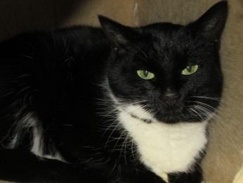 Tierheimverein Erfurt