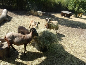 Tierheimverein Erfurt